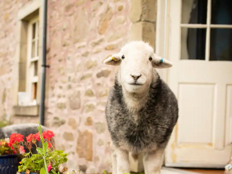 Leader-SHEEP Workshop with Dougal -- Wavy Marketplace - Experiences and ...