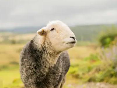 Leader-SHEEP Workshop with Dougal -- Wavy Marketplace - Experiences and ...